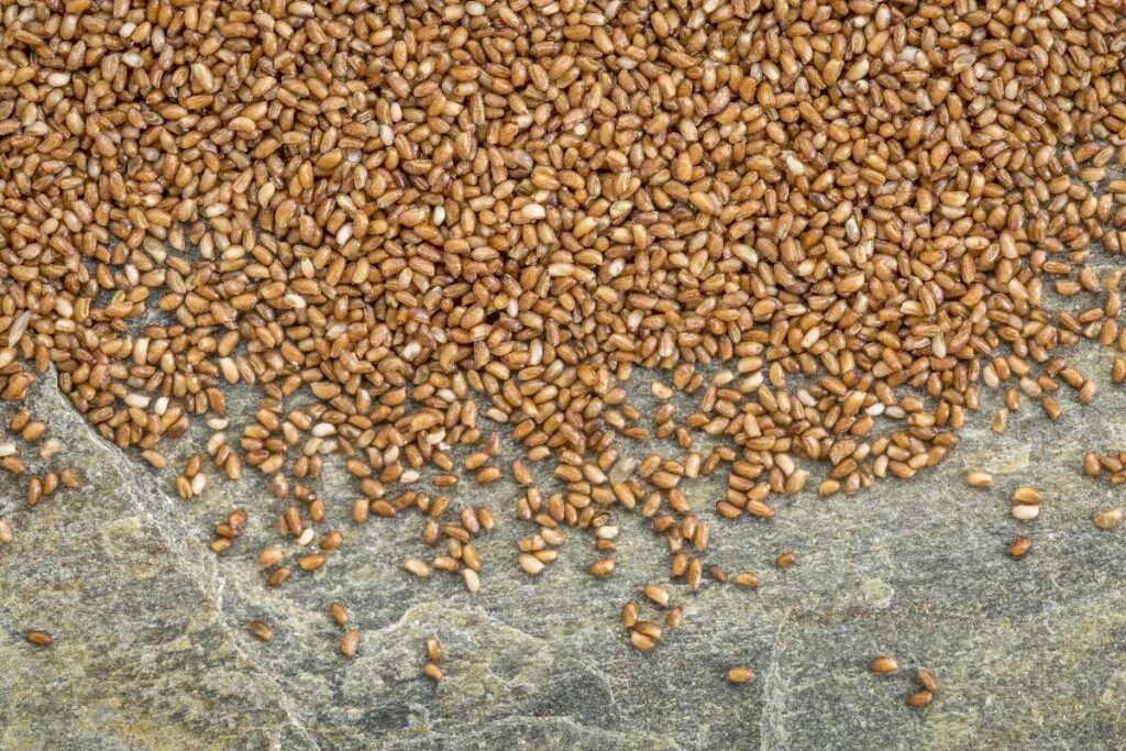 TEFF | Proprietà e benefici di questo antico cereale