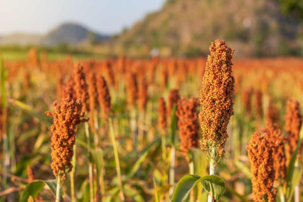 SORGO | Cos’è, benefici e come usarlo in cucina