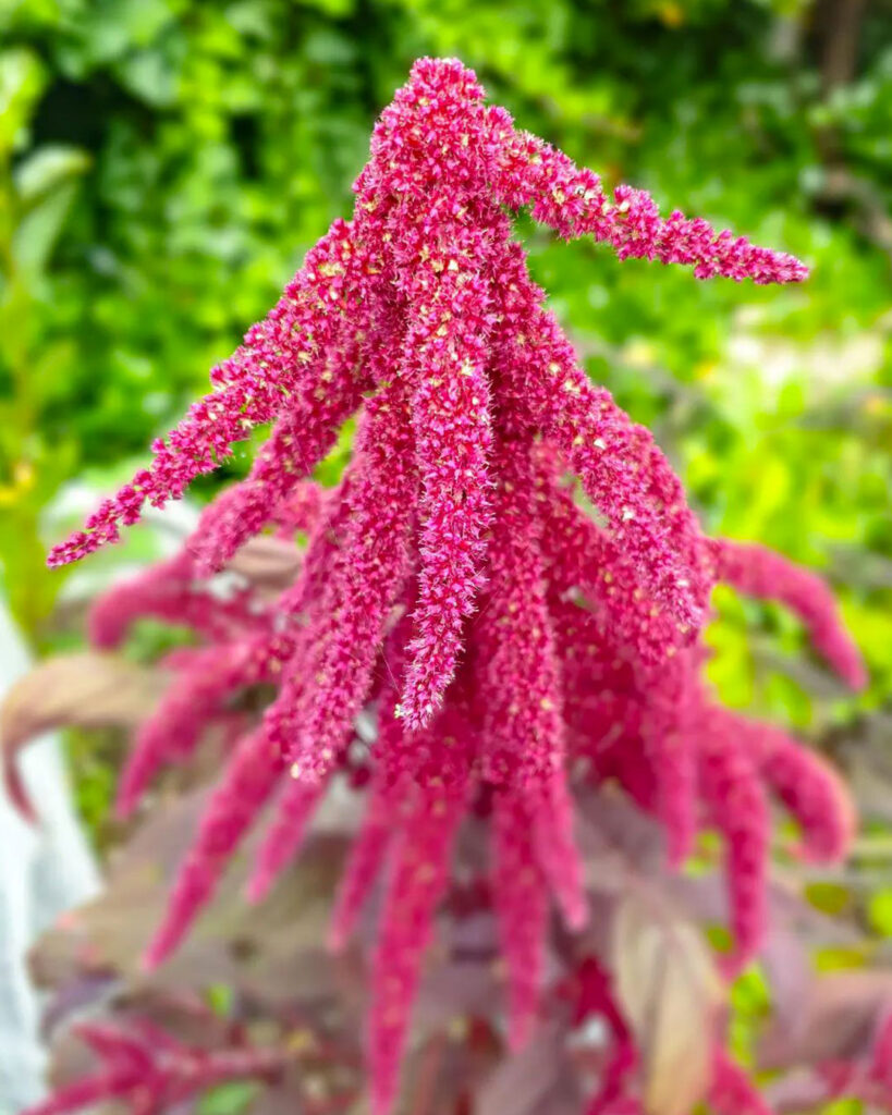 COLORE AMARANTO | Come indossarlo dalle unghie al trucco